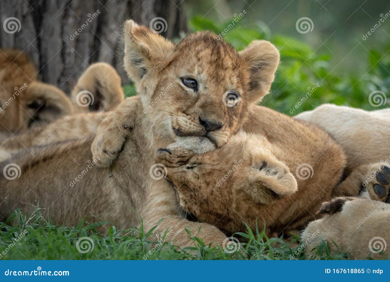 Lion Cub Bites Another Lying Under Tree Stock Image - Image of africa ...