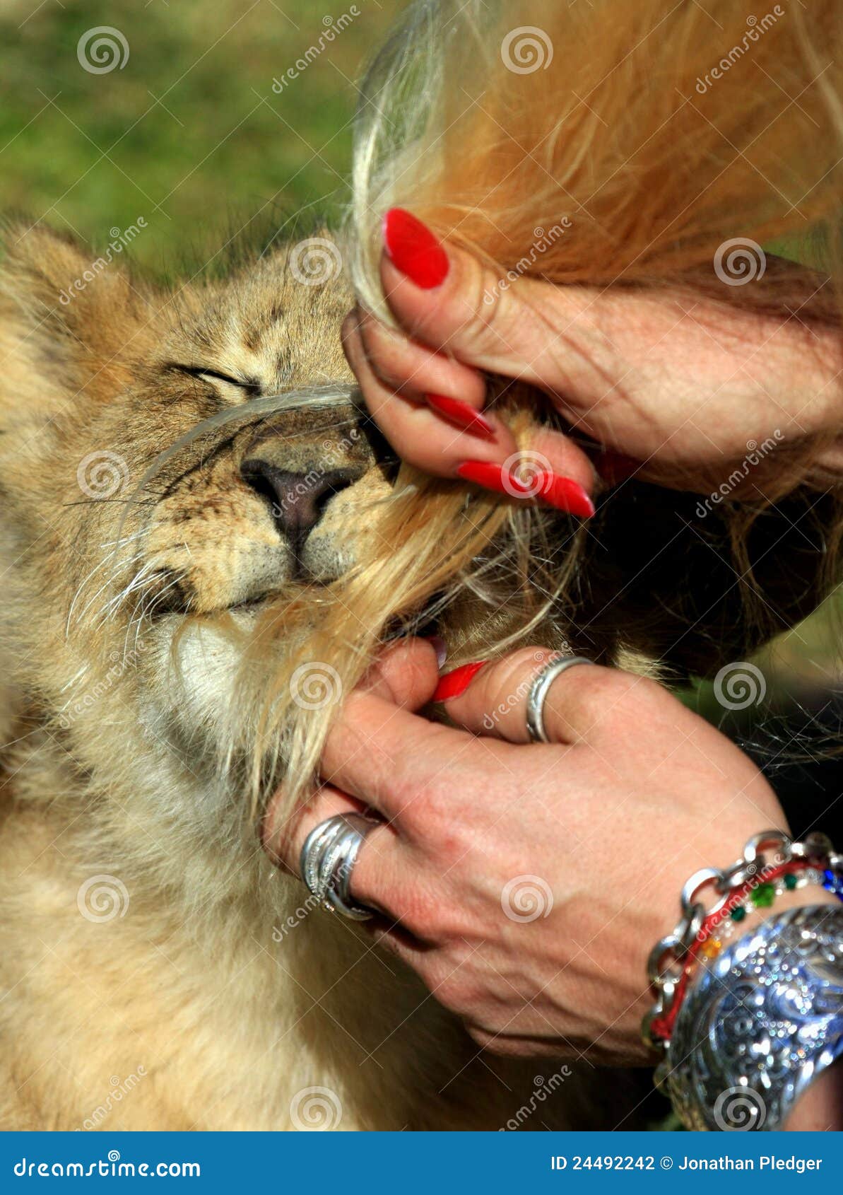 A Lion Cub Bites a Tourists Hair Stock Photo - Image of feline ...