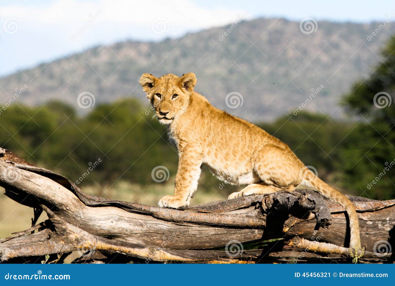 Lion cub on branch stock image. Image of keywords, tiny - 45456321