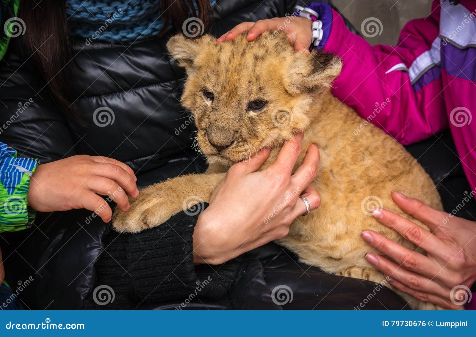 Lion Cub, Children Keep on Hand. Stock Photo - Image of hunter, animal ...