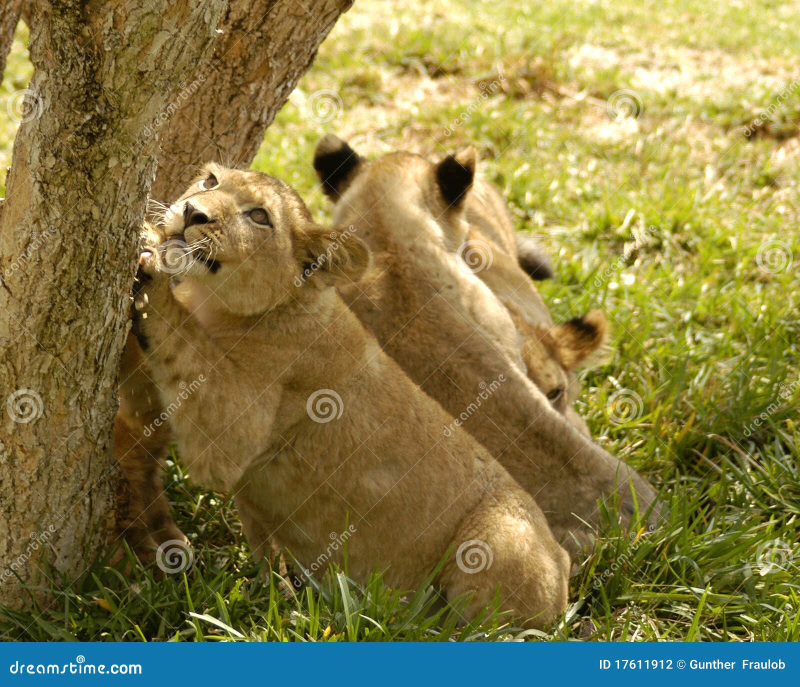 Young Lion Cubs Clawing Tree. Stock Photo - Image of stalk, whiskers ...