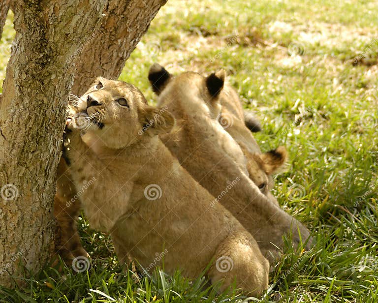 Young Lion Cubs Clawing Tree. Stock Photo - Image of stalk, whiskers ...