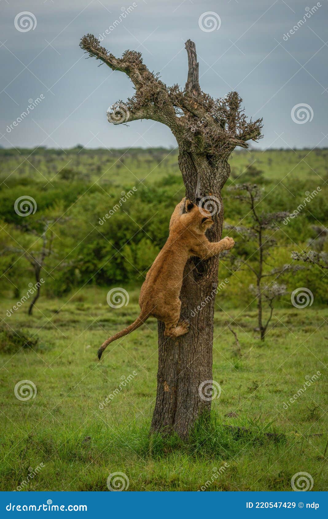 Lion Cub Climbing Dead Tree in Grassland Stock Image - Image of african ...