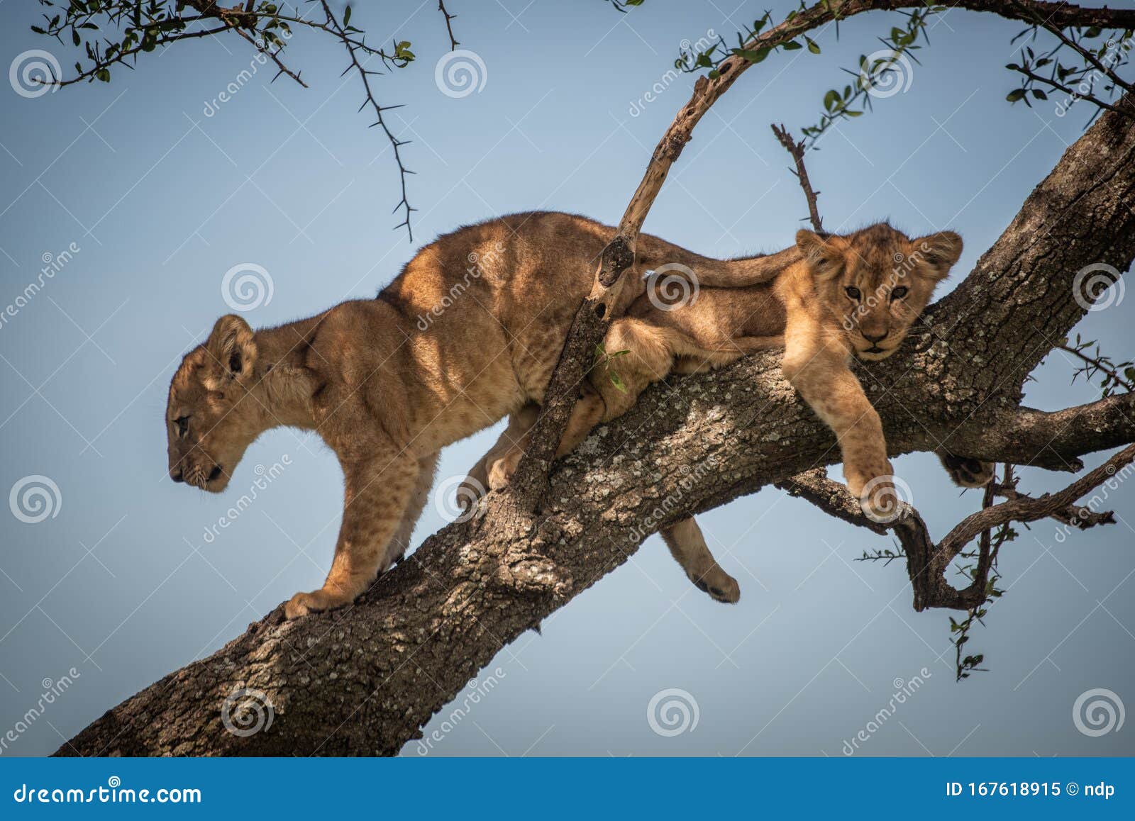 Lion Cub Climbing Past Another in Tree Stock Image - Image of grassland ...