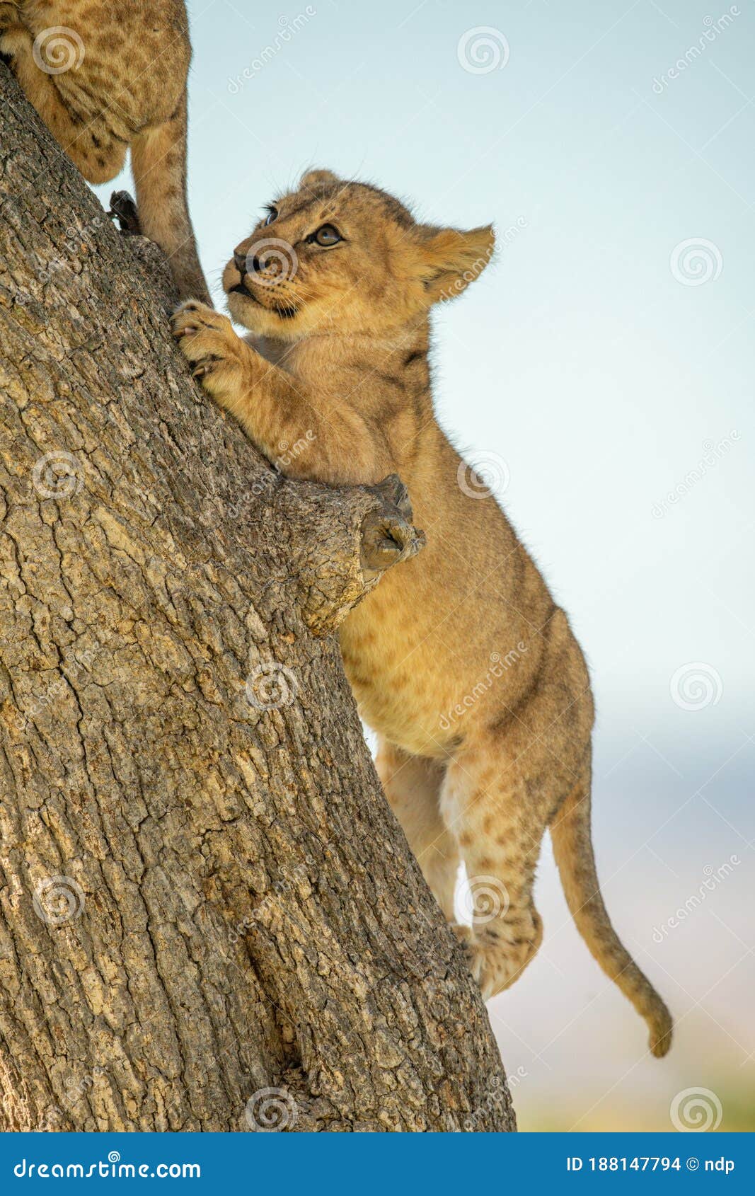 Lion Cub Climbing Tree Behind Another Stock Photo - Image of wildlife ...