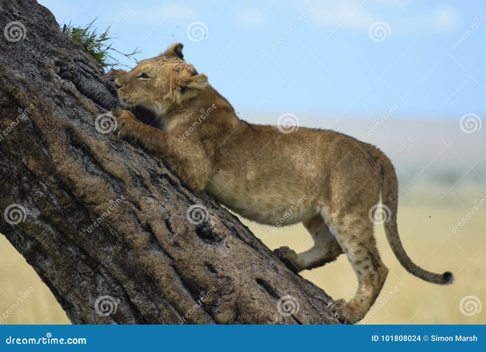 Lions up a tree stock photo. Image of lodge, facing - 101808024
