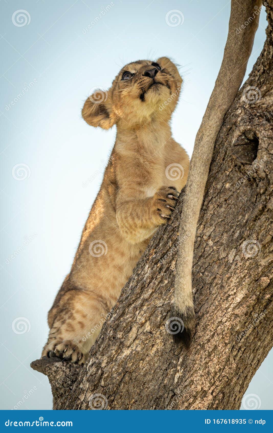 Lion Cub Climbing Tree Trunk Looking Up Stock Image - Image of exterior ...