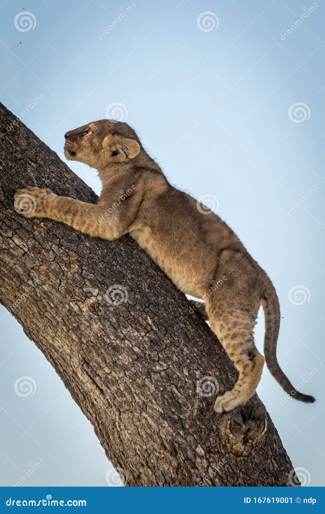 Lion Cub Climbs Tree Trunk Looking Up Stock Image - Image of predator ...
