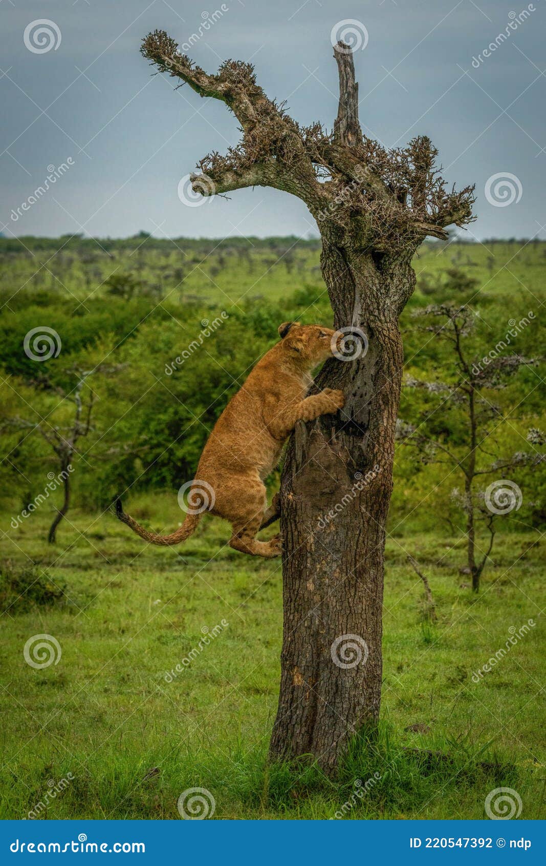 Lion Cub Climbs Up Tree on Grassland Stock Photo - Image of panthera ...