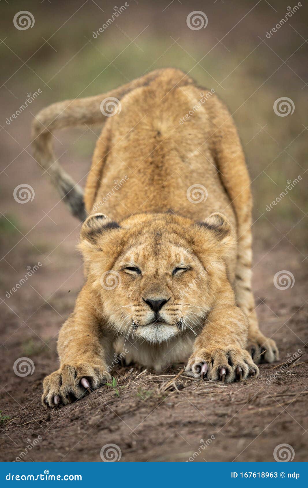 Lion Cub Closes Eyes Stretching on Track Stock Image - Image of eyes ...