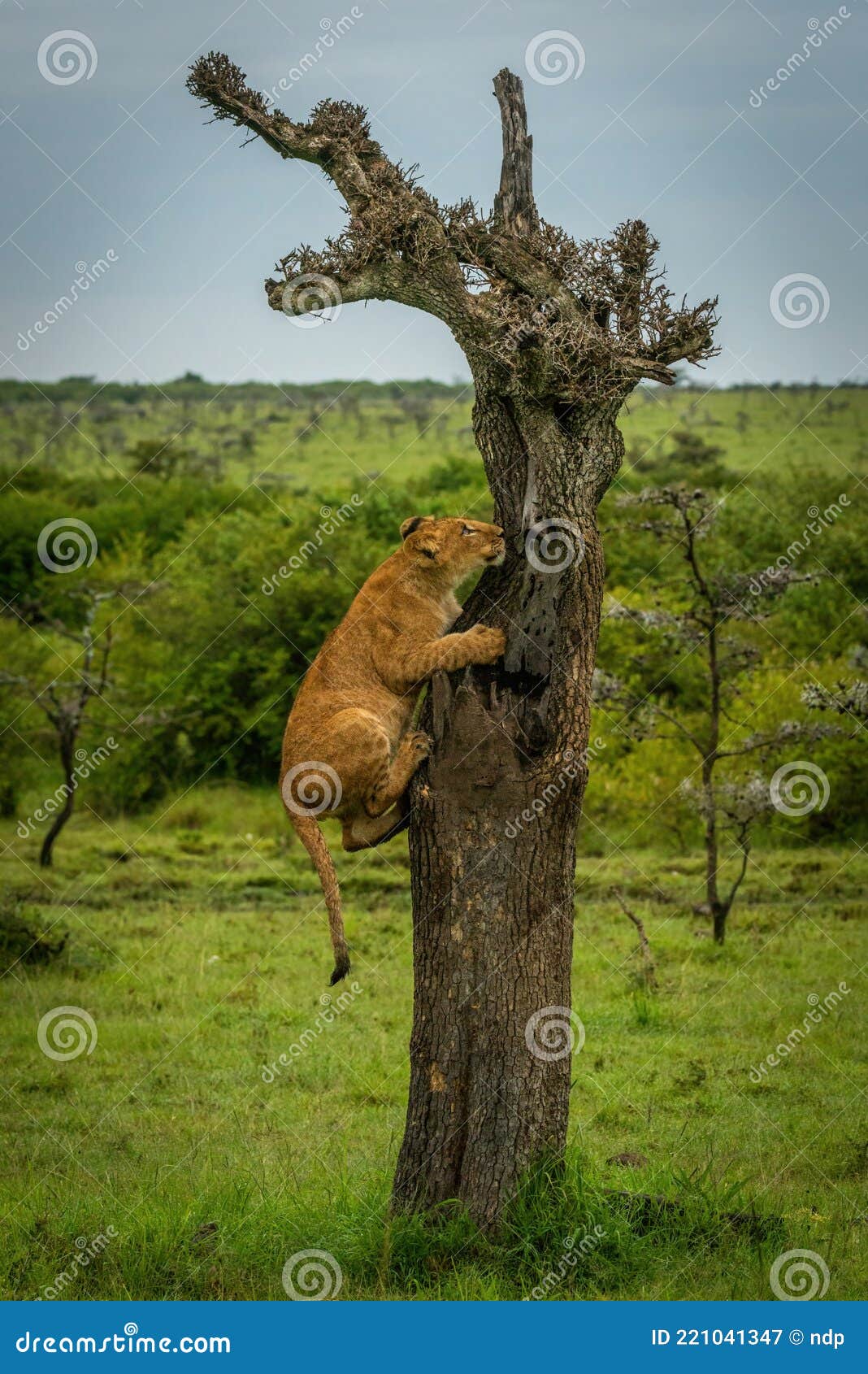 Lion Cub on Dead Tree in Grassland Stock Image - Image of felid, africa ...