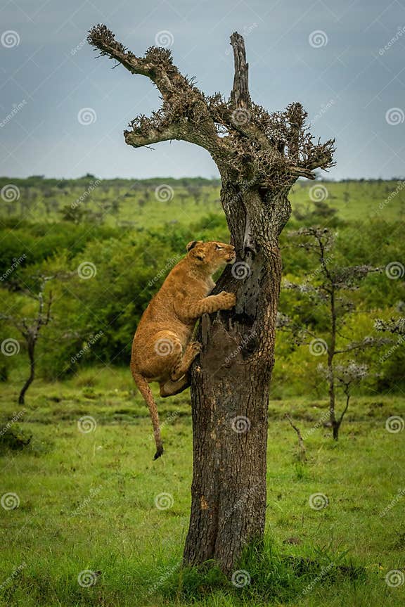 Lion Cub on Dead Tree in Grassland Stock Image - Image of felid, africa ...