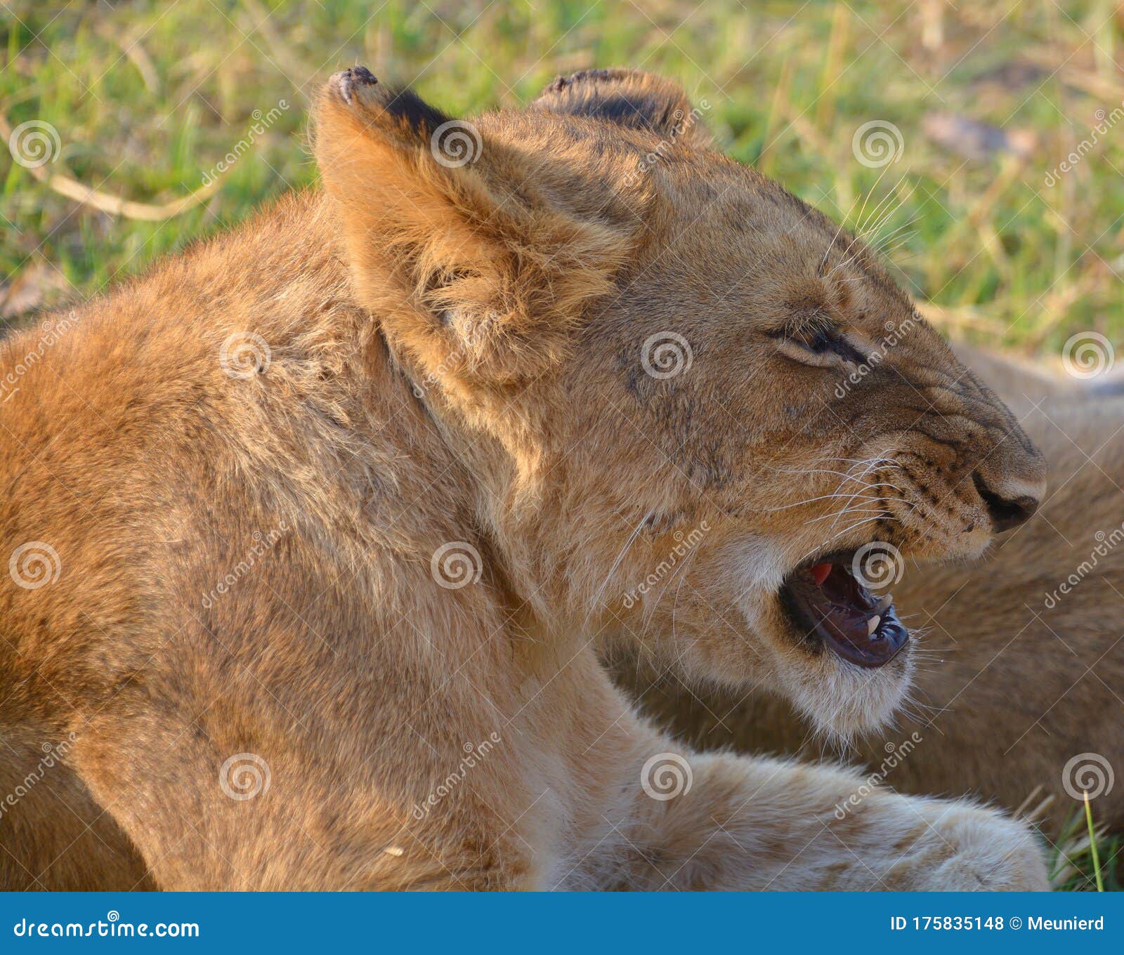 Lion Cub at the Lion Encounter is an Active Conservation Program Stock ...