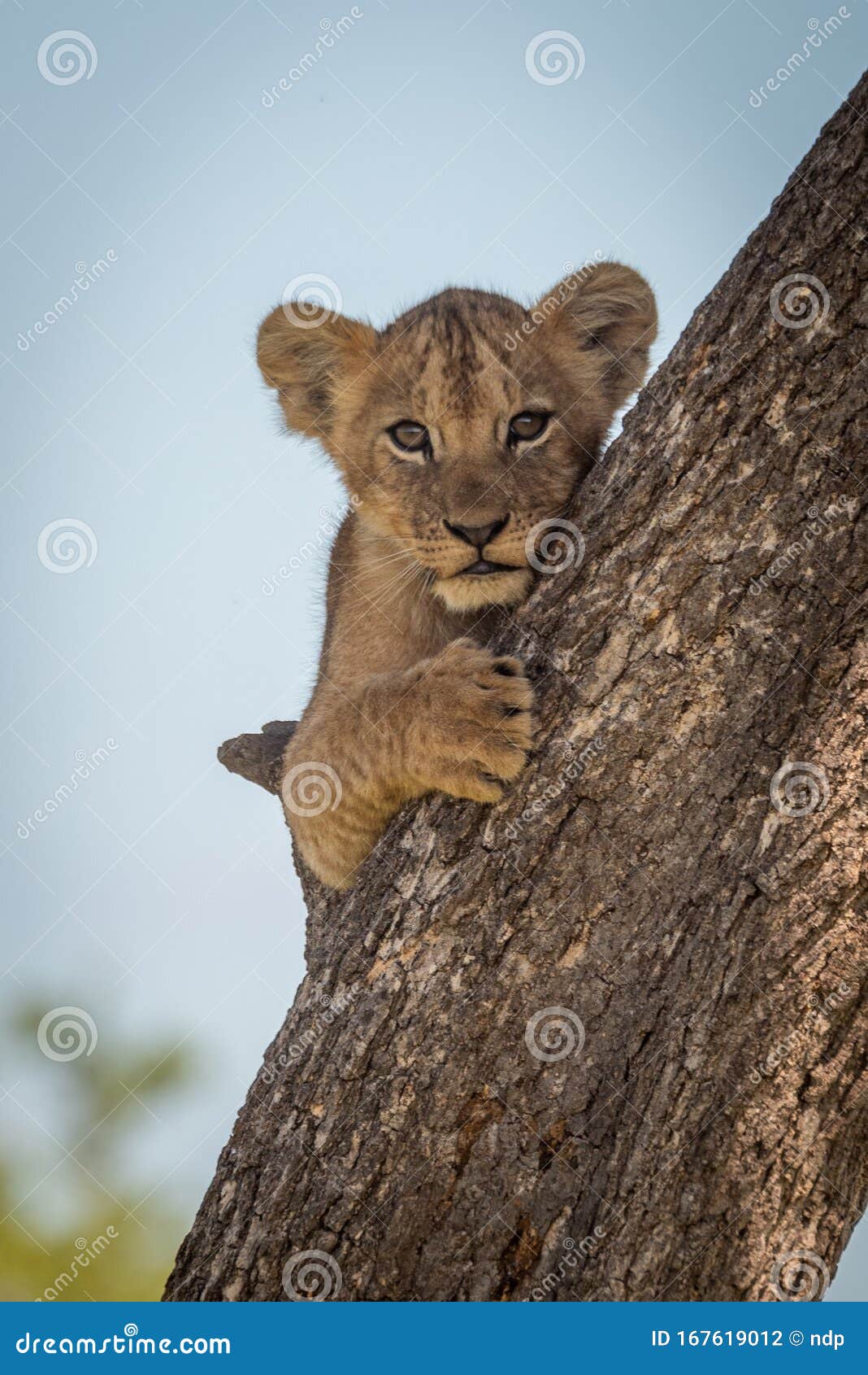 Lion Cub Eyes Camera from Tree Trunk Stock Photo - Image of feline ...