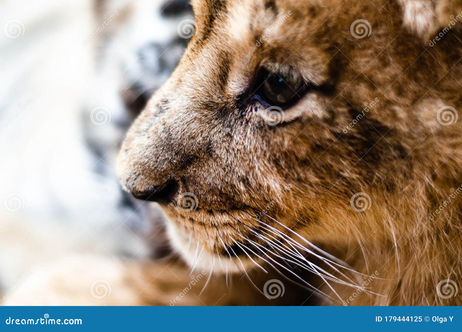Lion cub face in profile. stock image. Image of help - 179444125