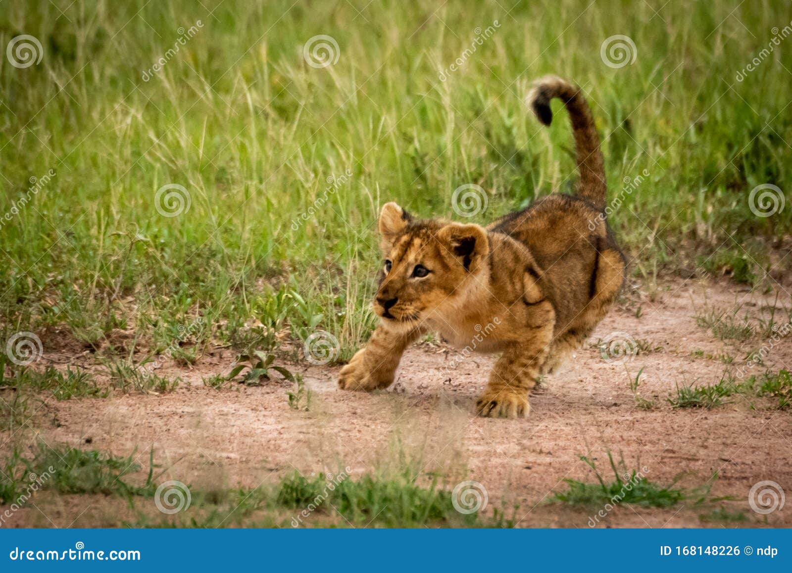 Lion Cub on Grass Ready To Jump Stock Photo - Image of serengeti, grass ...
