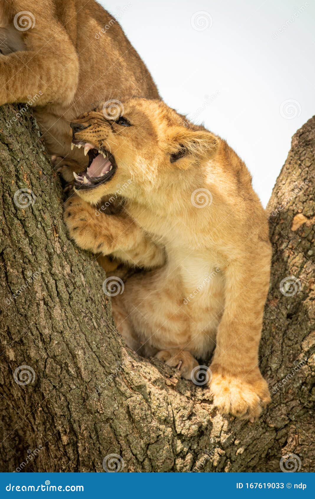 Lion Cub Growls at Another in Tree Stock Image - Image of carnivore ...