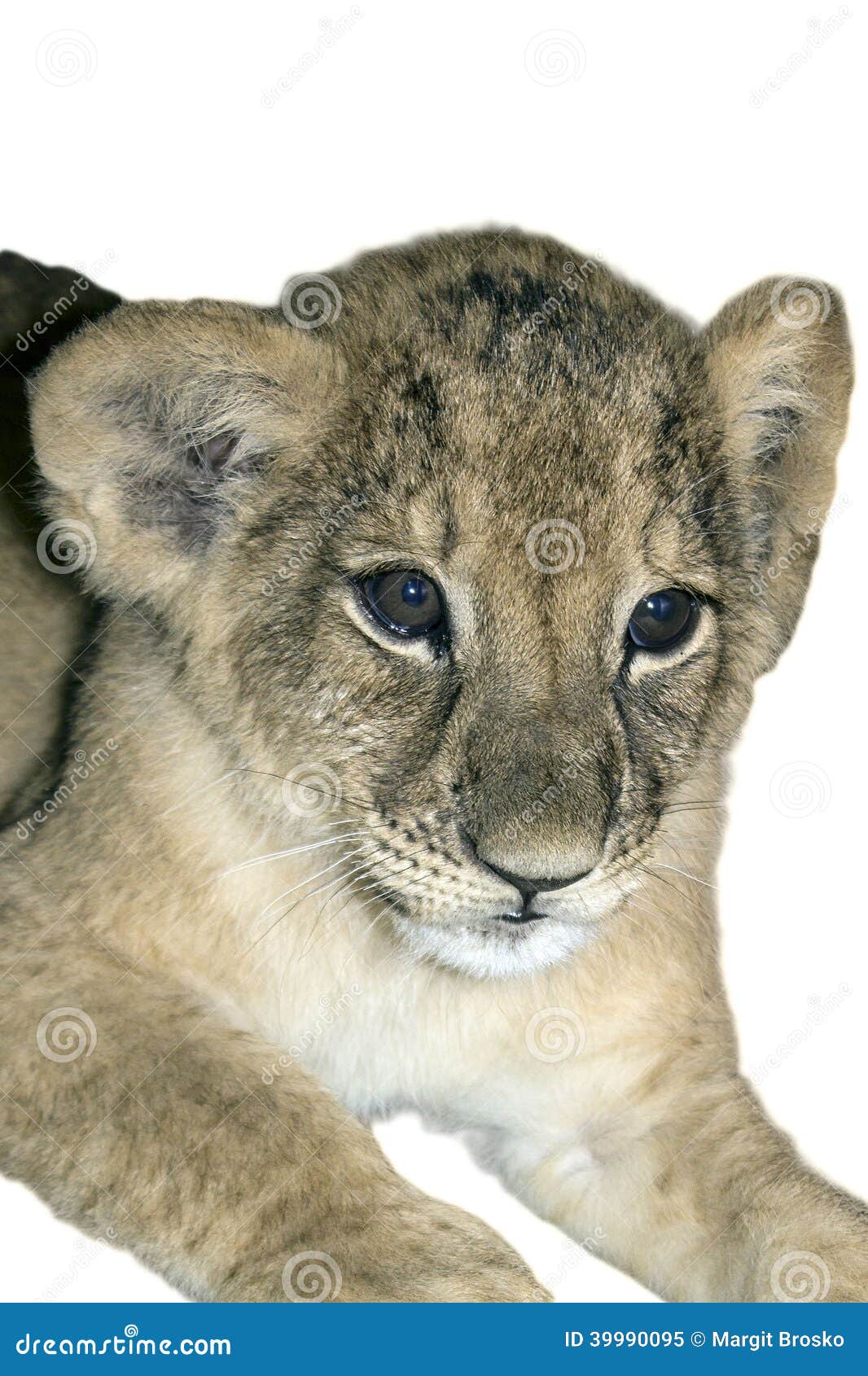 Lion cub, isolated white stock image. Image of nature - 39990095