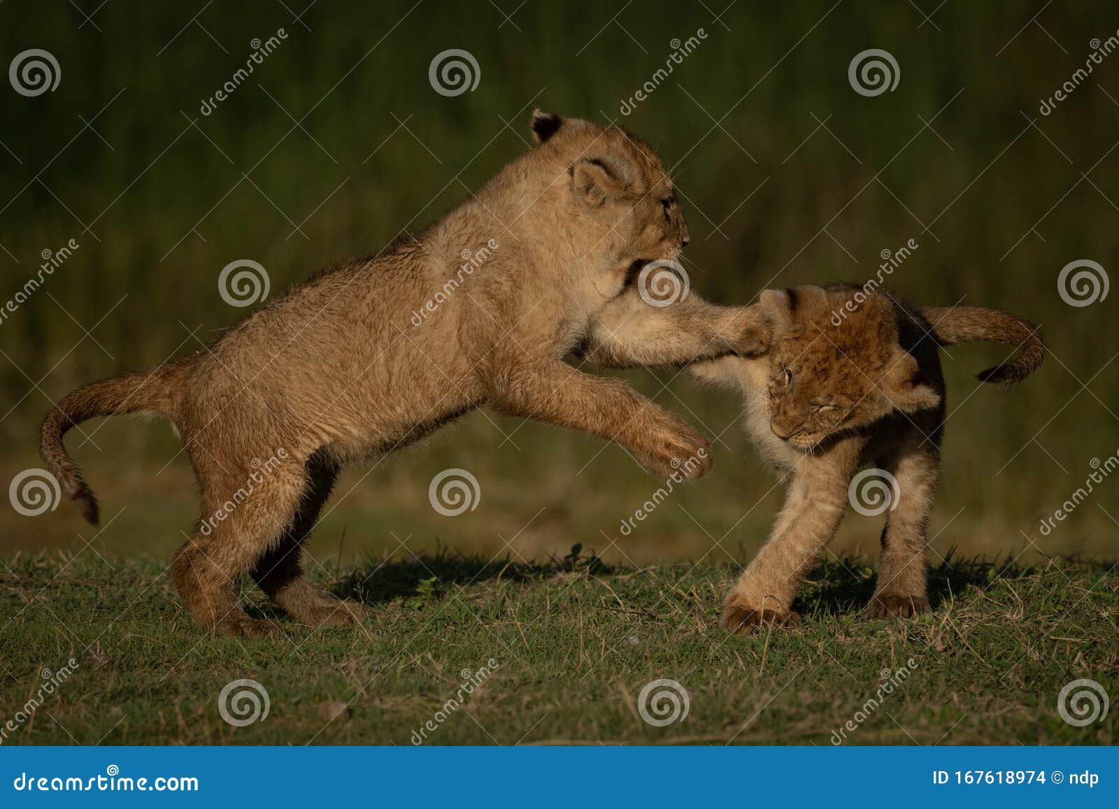 Lion Cub Jumps at Another on Grass Stock Photo - Image of predator ...