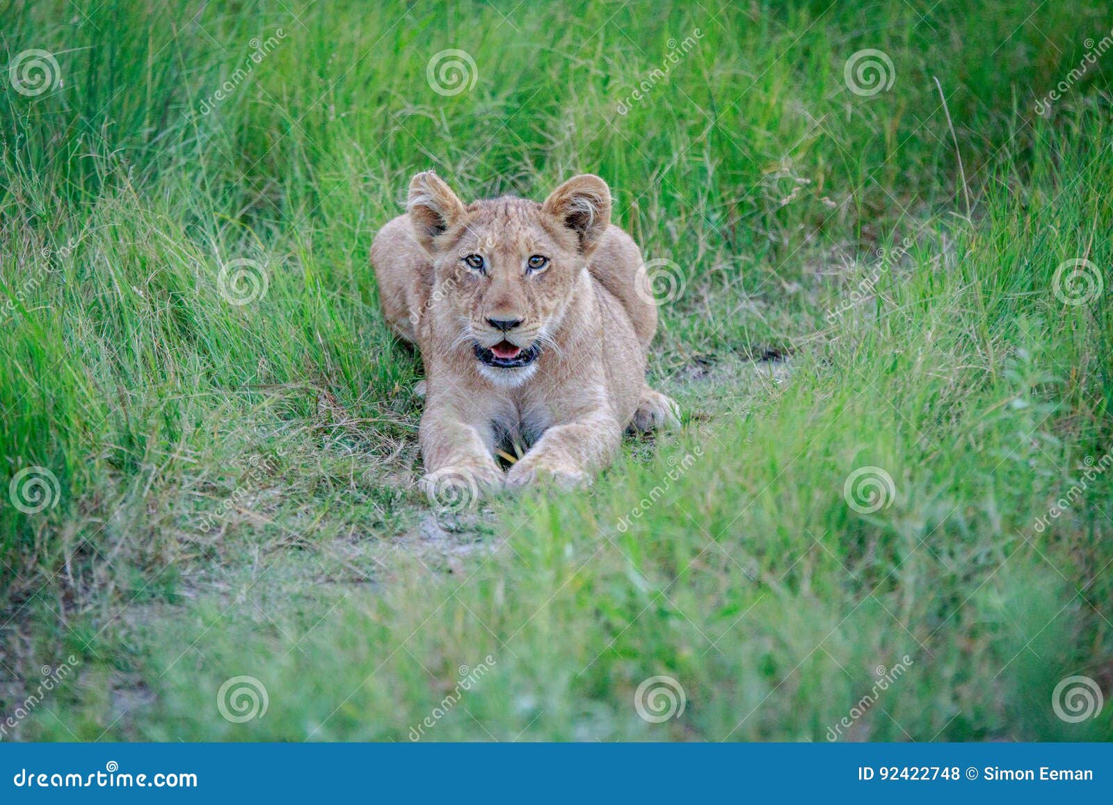 Lion Cub Laying in the Grass. Stock Photo - Image of endangered, power ...