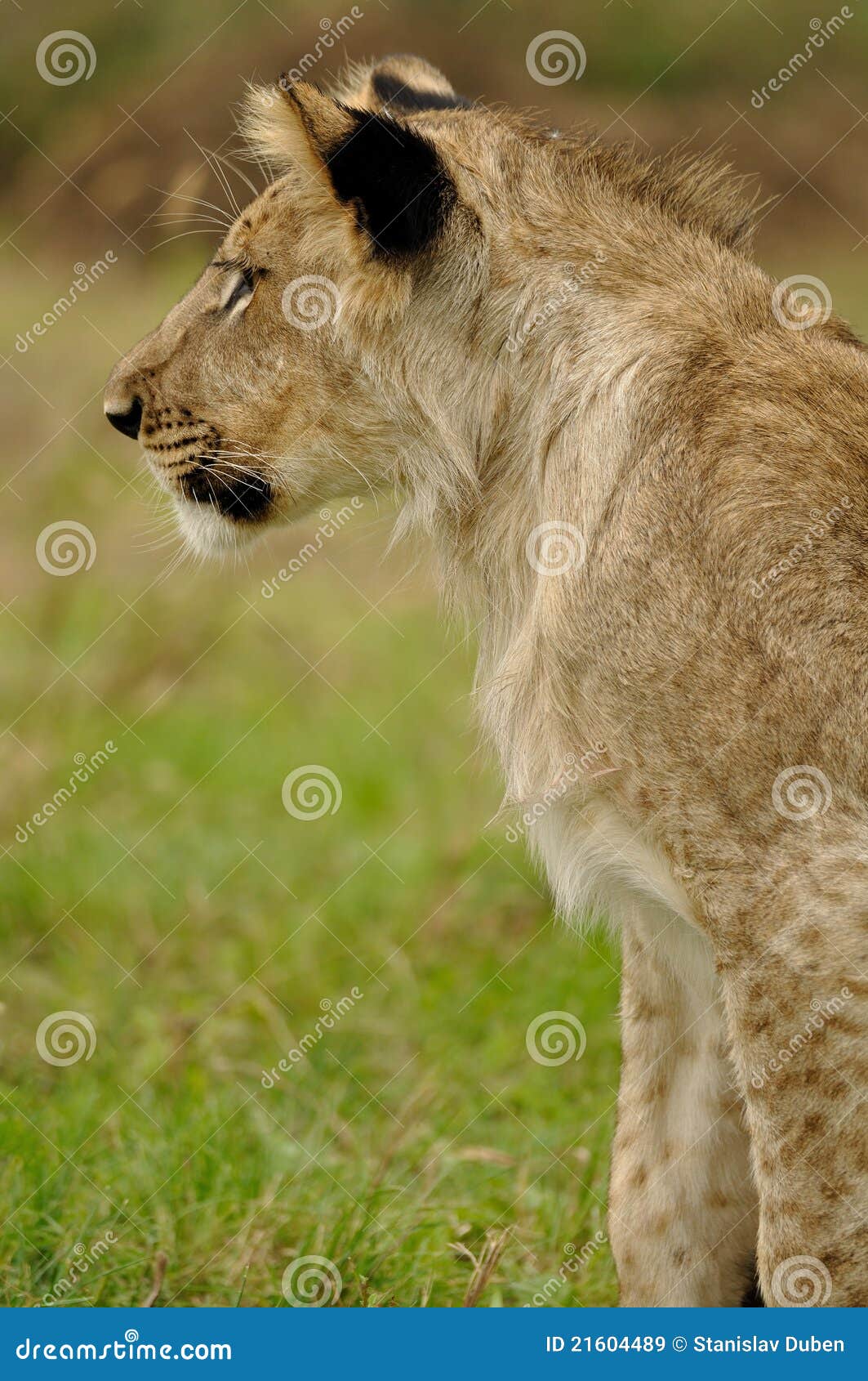 Lion cub left profile stock image. Image of wildlife - 21604489