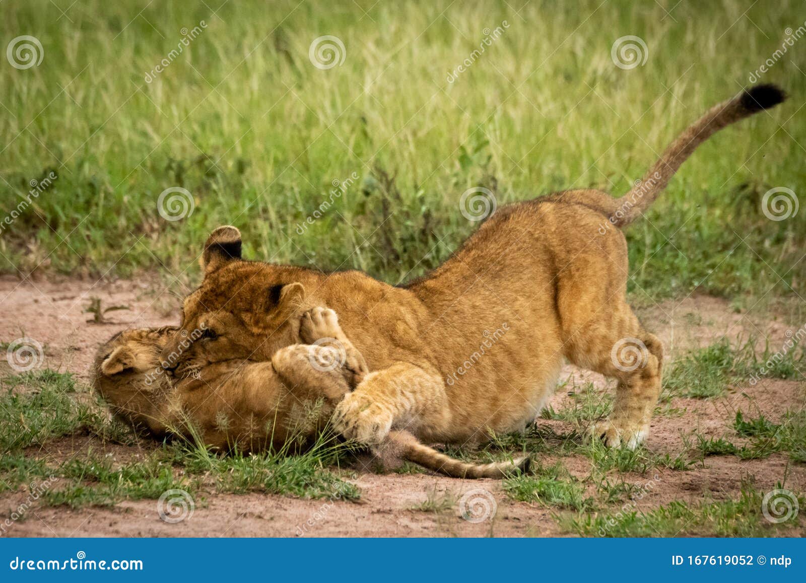Lion Cub Lies Biting Neck of Another Stock Photo - Image of wildlife ...