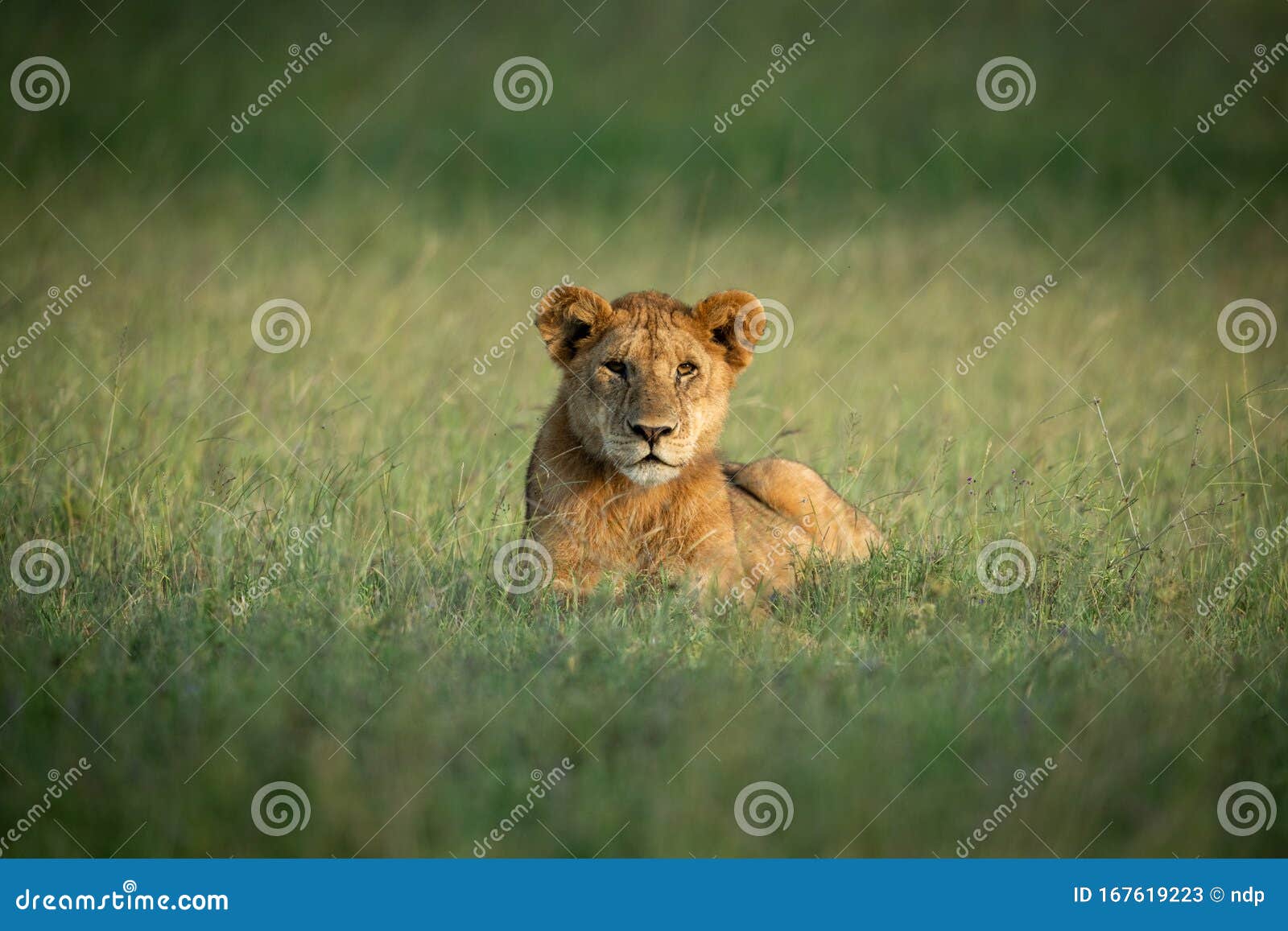Lion Cub Lies in Grass Facing Camera 库存图片 - 图片 包括有 系列, 外面: 167619223
