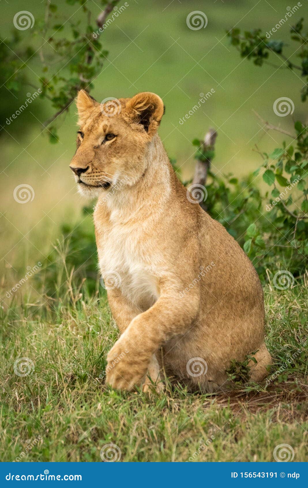 Lion Cub Lifts Paw while Getting Up Stock Image - Image of lift ...