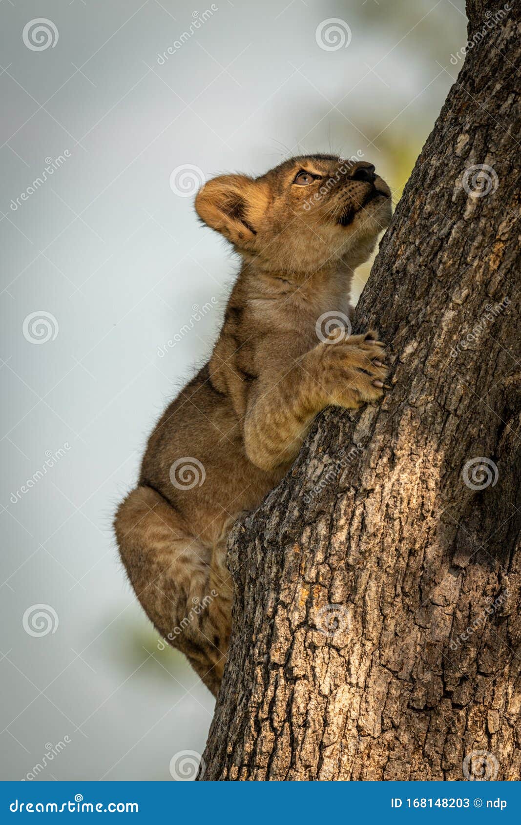 Lion Cub Looks Up Climbing Tree Trunk Stock Image - Image of savannah ...