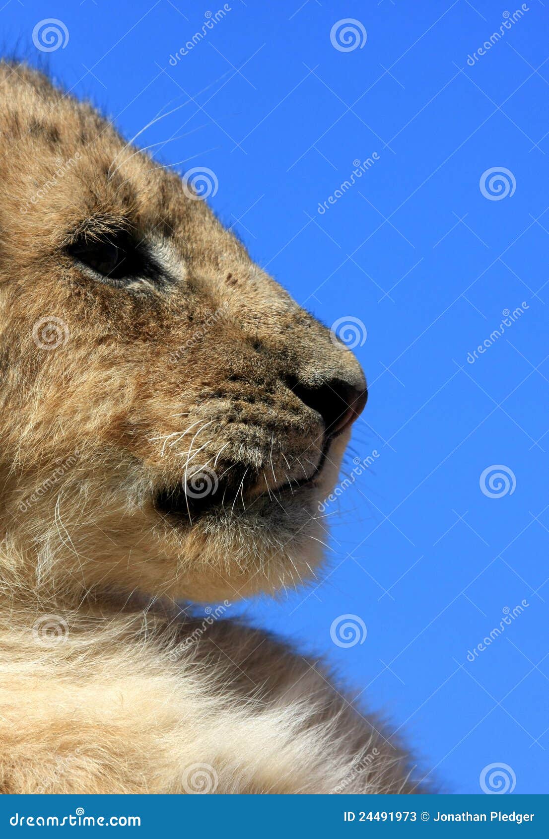 A Lion Cub from a Low Angle Stock Image - Image of king, hair: 24491973