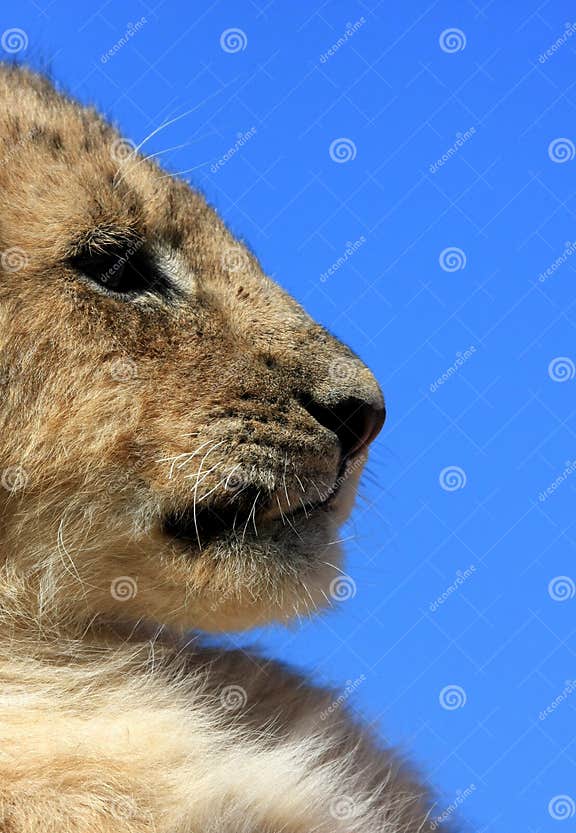 A Lion Cub from a Low Angle Stock Image - Image of king, hair: 24491973