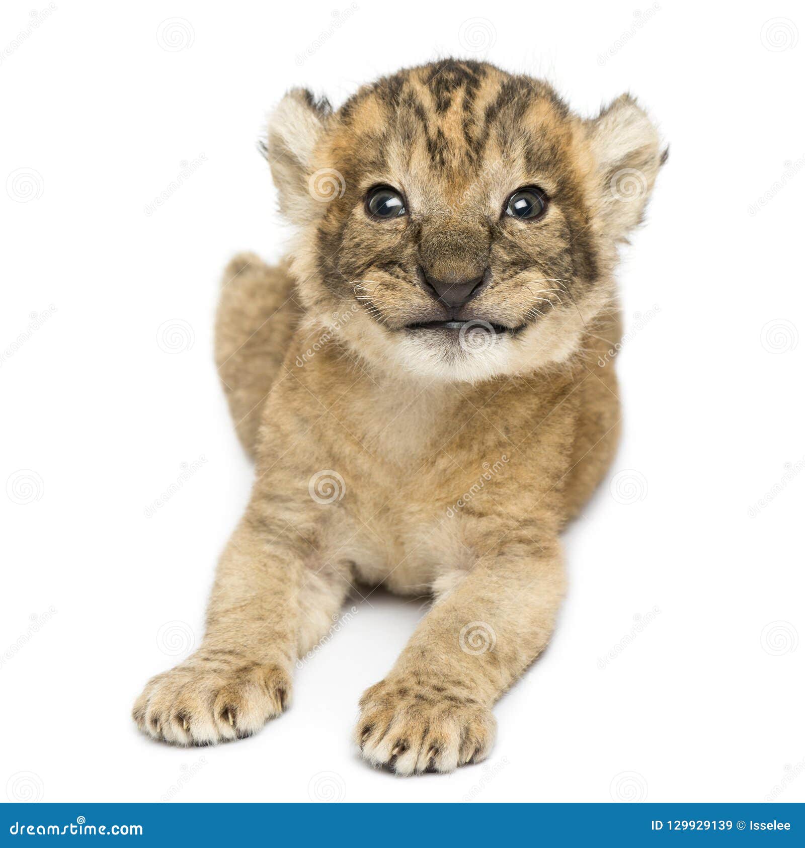 Lion Cub Lying, Smiling, 16 Days Old, Isolated Stock Image - Image of ...