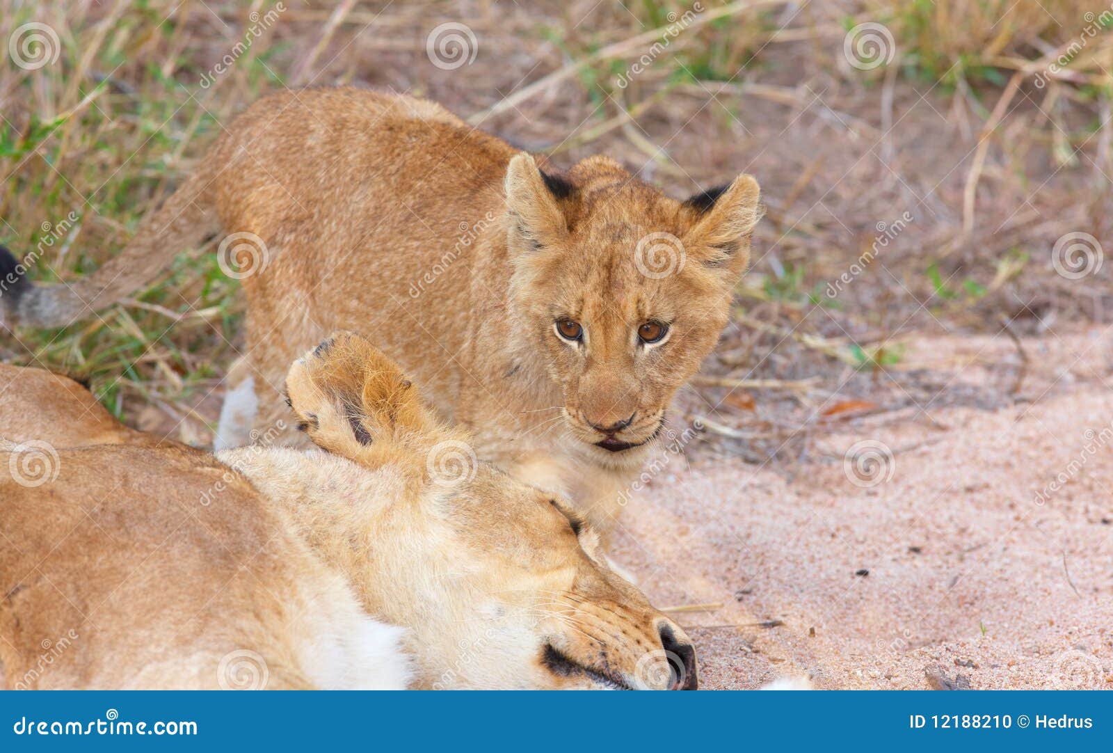 Lion Cub (panthera Leo) Close-up Stock Photo - Image of animal, hair ...