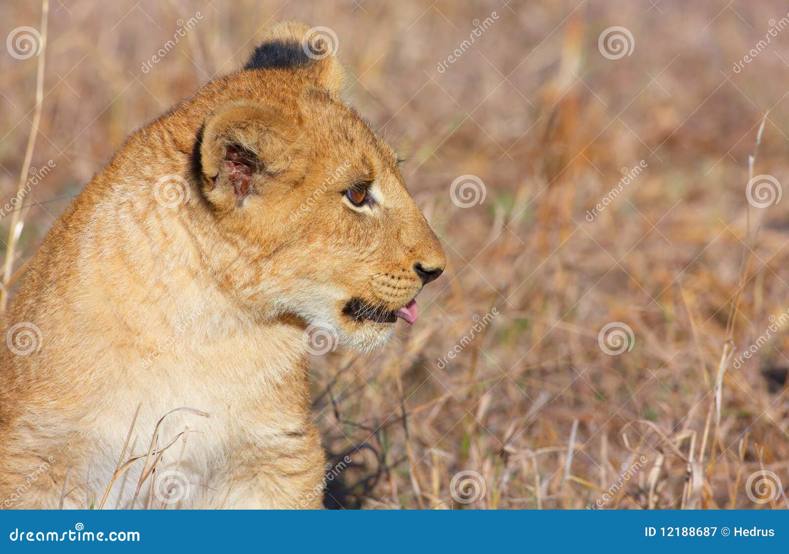 Lion Cub (panthera Leo) Close-up Stock Image - Image of close, baby ...
