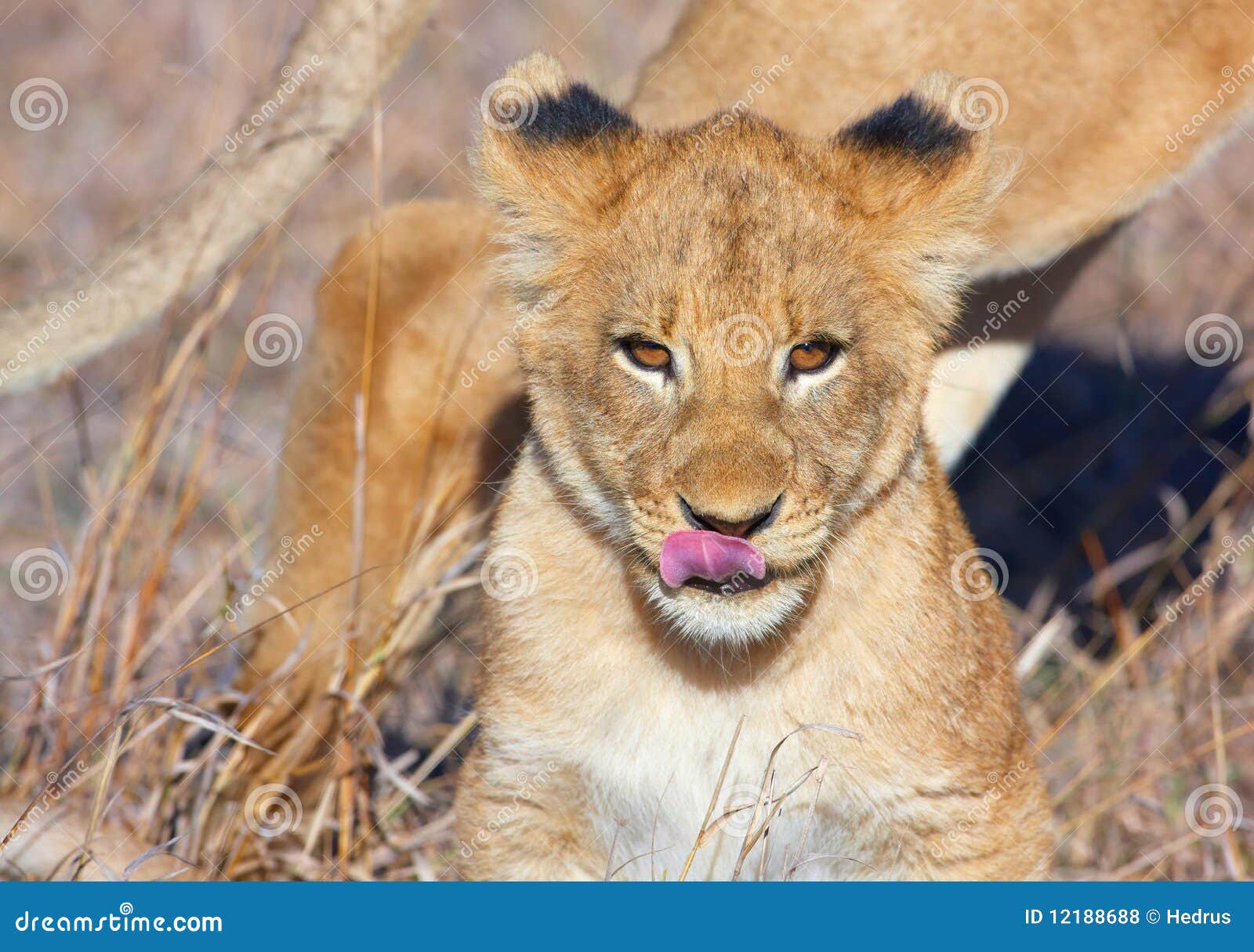 Lion Cub (panthera Leo) Close-up Stock Photo - Image of coat, hunter ...