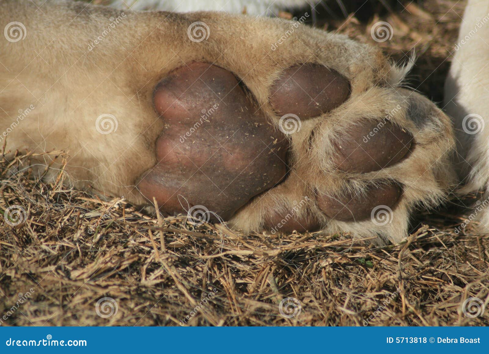 Lion cub paw stock photo. Image of foot, gorgeous, feline - 5713818