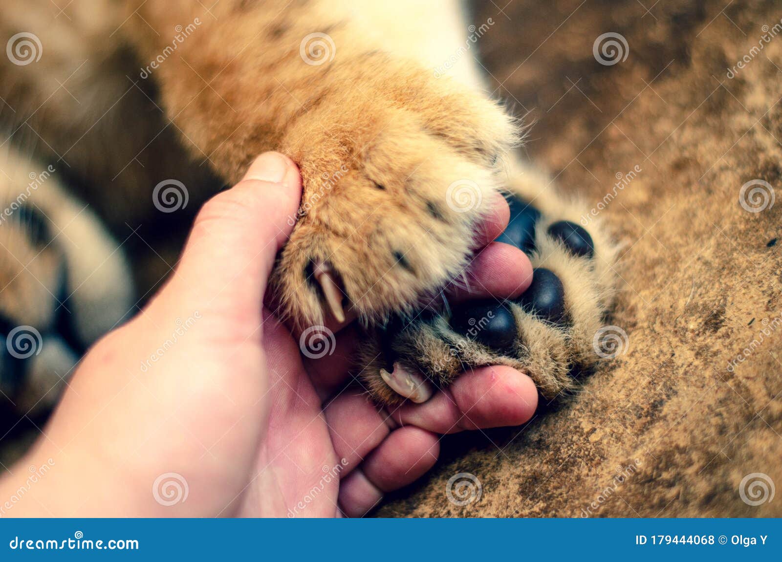Lion cub paws a mans hand stock photo. Image of friendship - 179444068