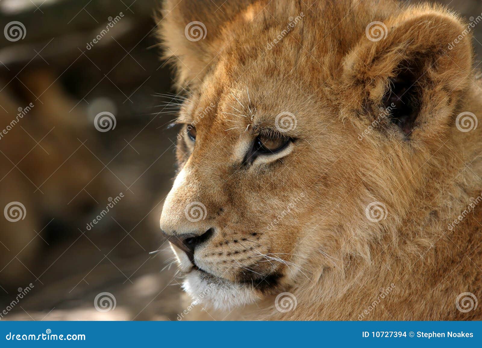 Lion cub portrait stock photo. Image of feline, face - 10727394