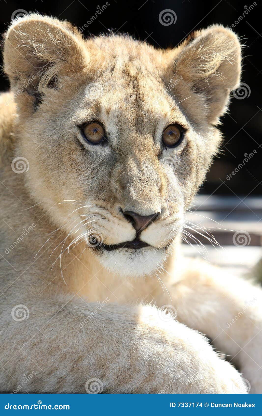 Lion Cub Portrait stock photo. Image of male, love, family - 7337174