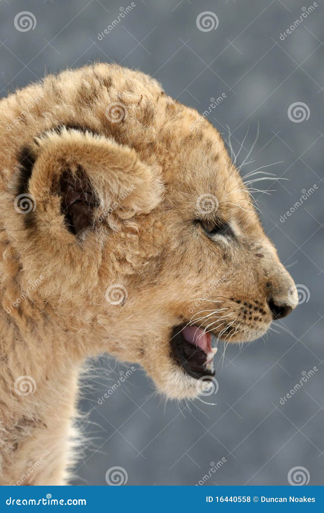 Lion Cub Profile stock photo. Image of whiskers, young - 16440558