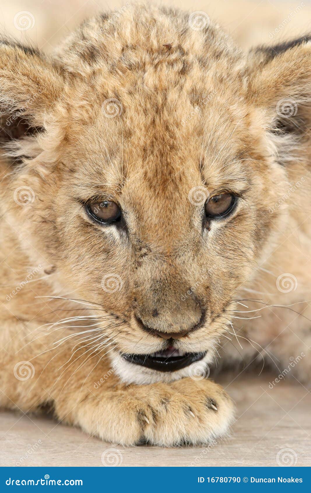 Lion Cub Profile stock photo. Image of africa, shot, undomesticated ...
