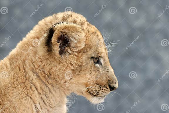 Lion Cub Profile stock photo. Image of profile, furry - 21520350