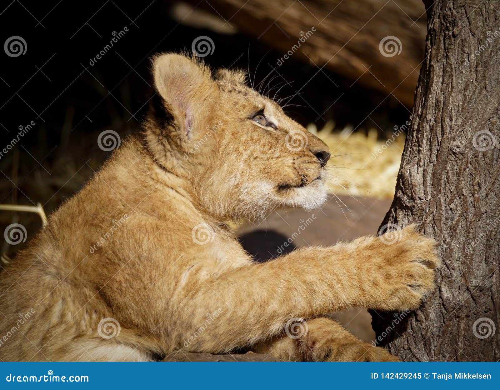 Lion cub stock image. Image of trunk, baby, little, ears - 142429245