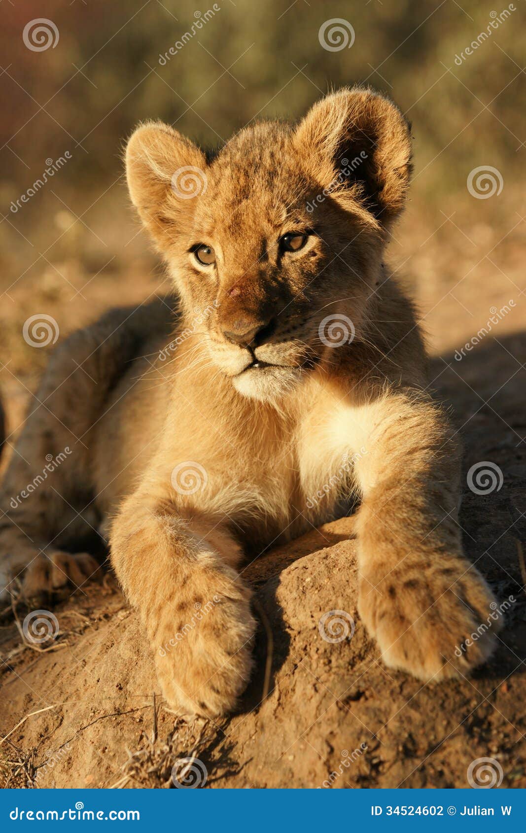 Lion cub stock photo. Image of close, reserve, carnivore - 34524602