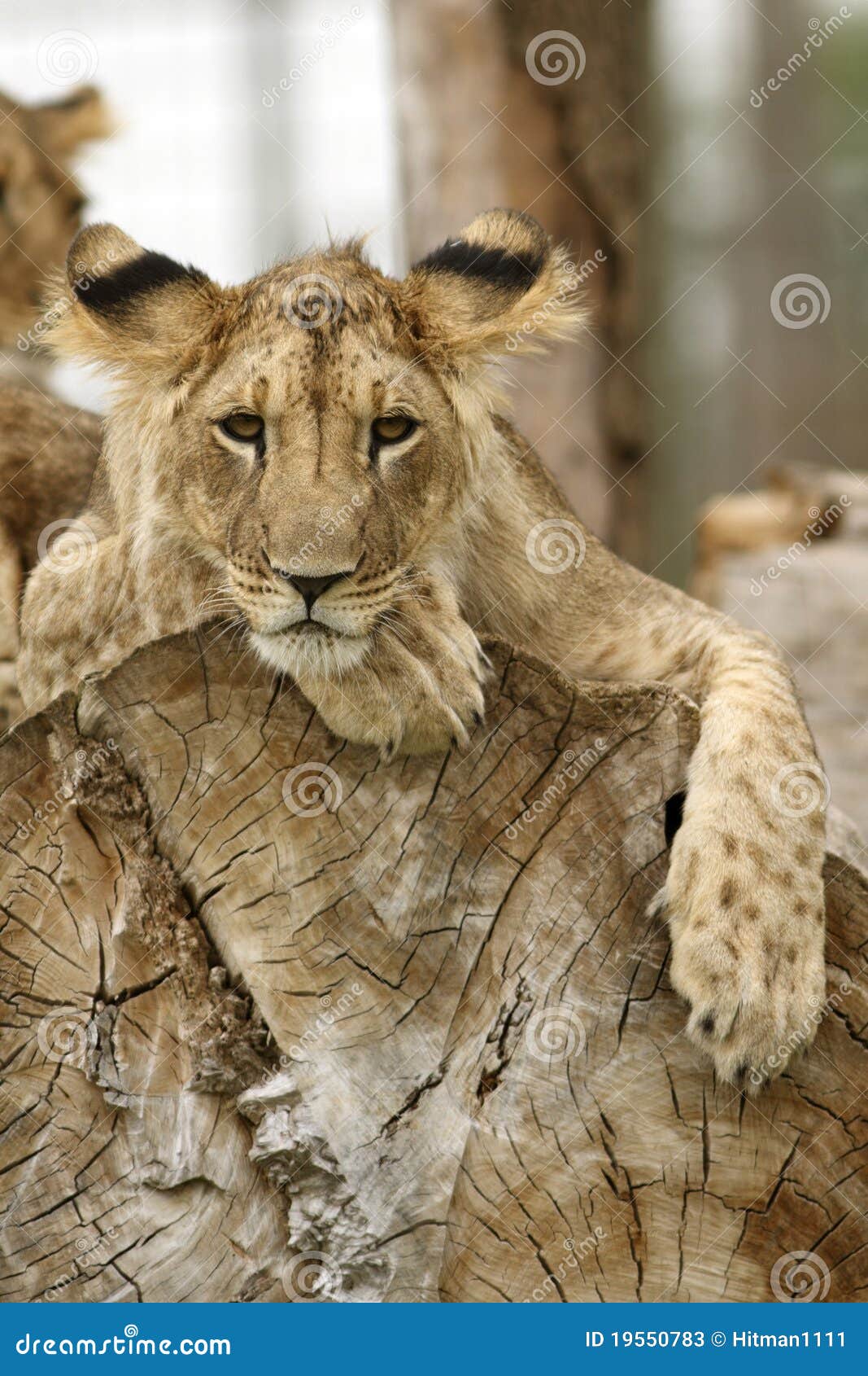 Lion cub resting stock image. Image of endangered, rest - 19550783