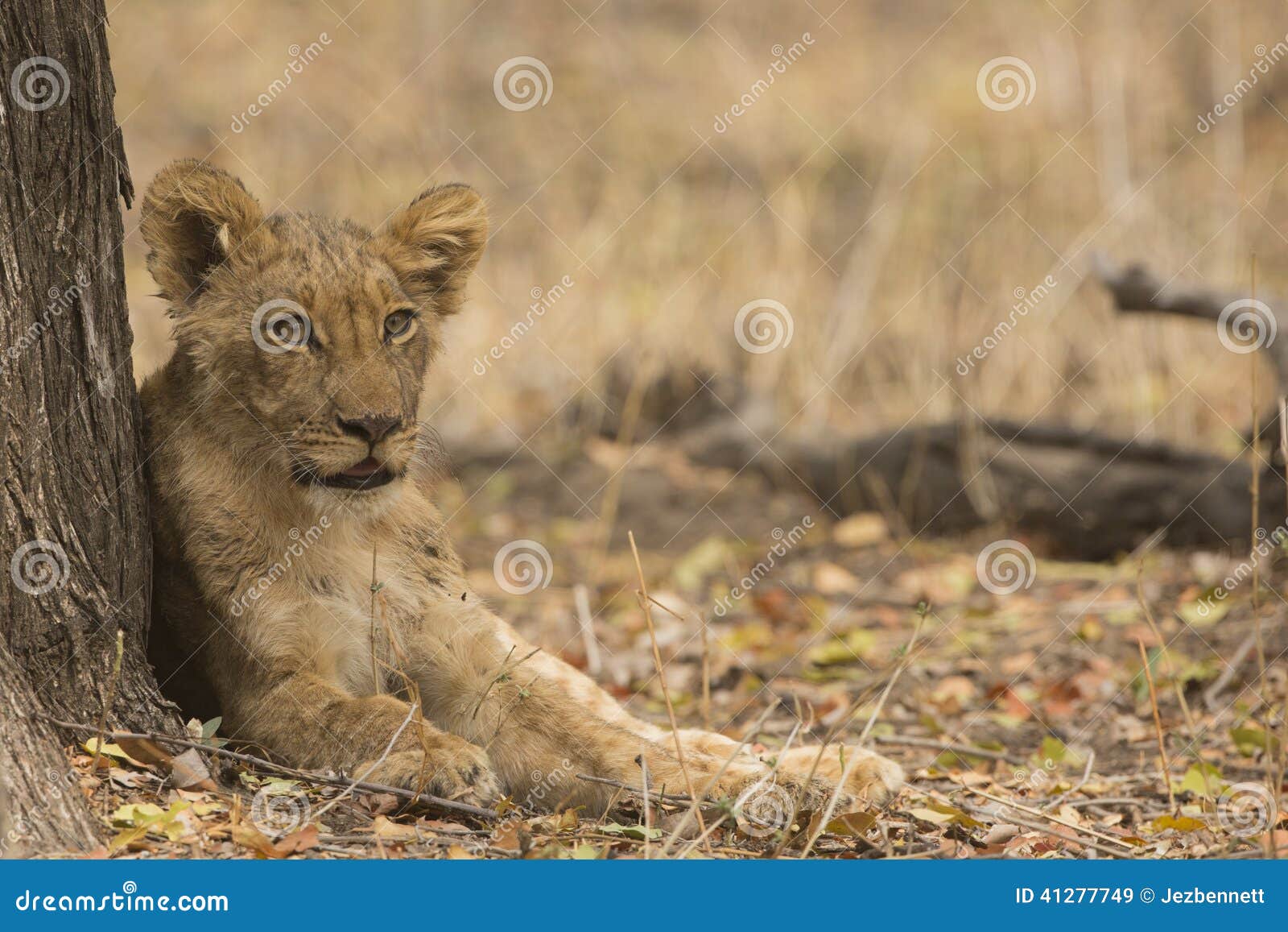 Lion Cub Resting Against Tree Trunk Stock Image - Image of season ...