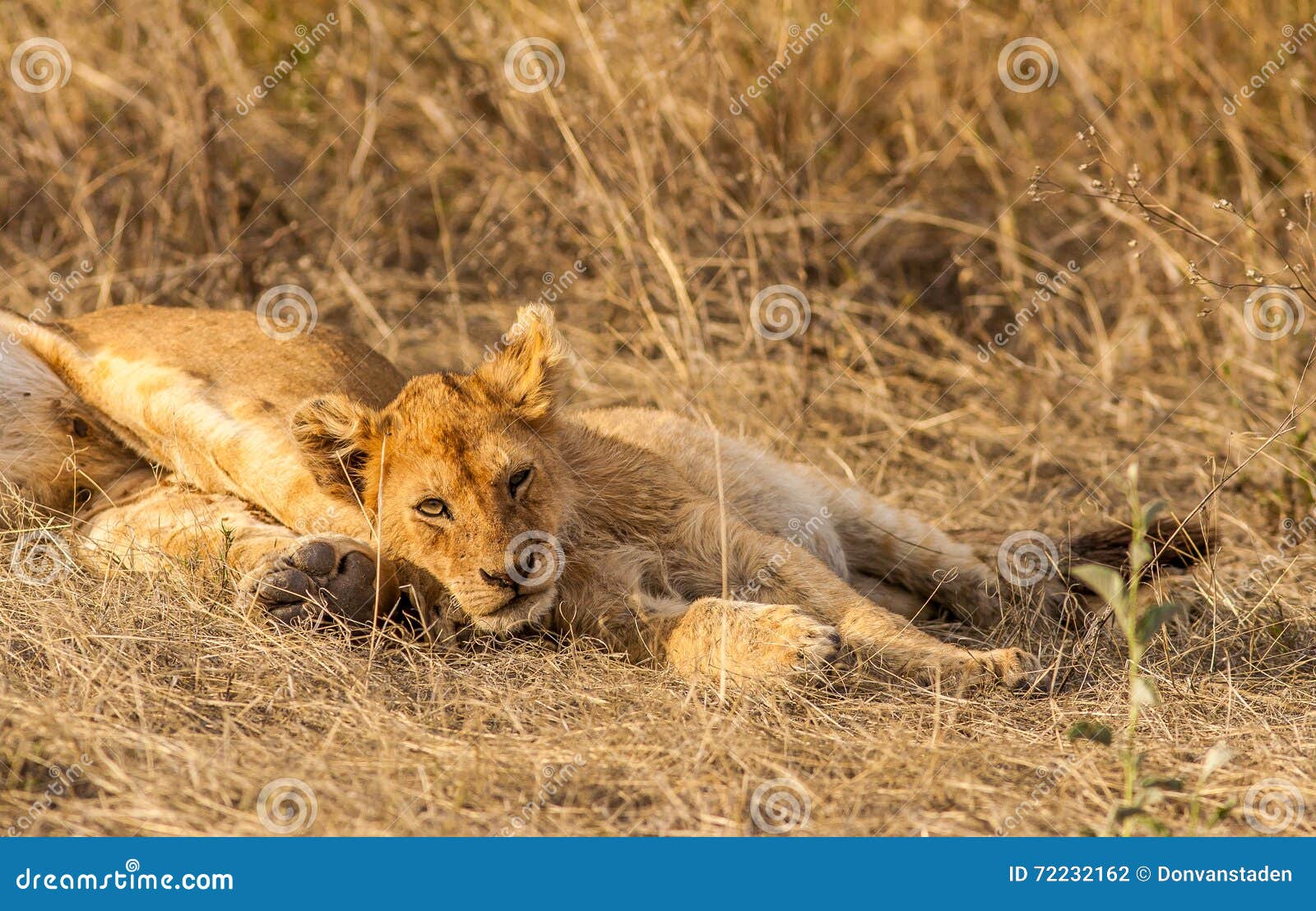 Lion cub resting stock photo. Image of tanzania, predator - 72232162