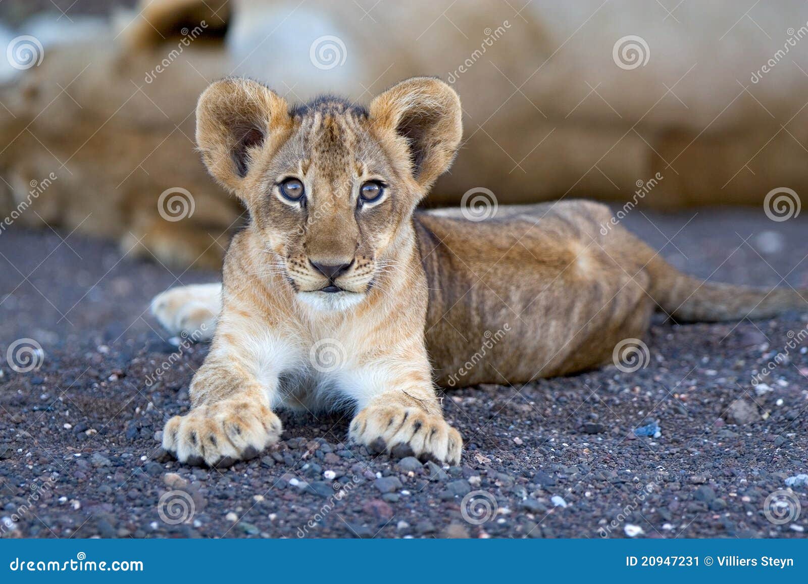 Lion cub in riverbed stock image. Image of sandy, pride - 20947231