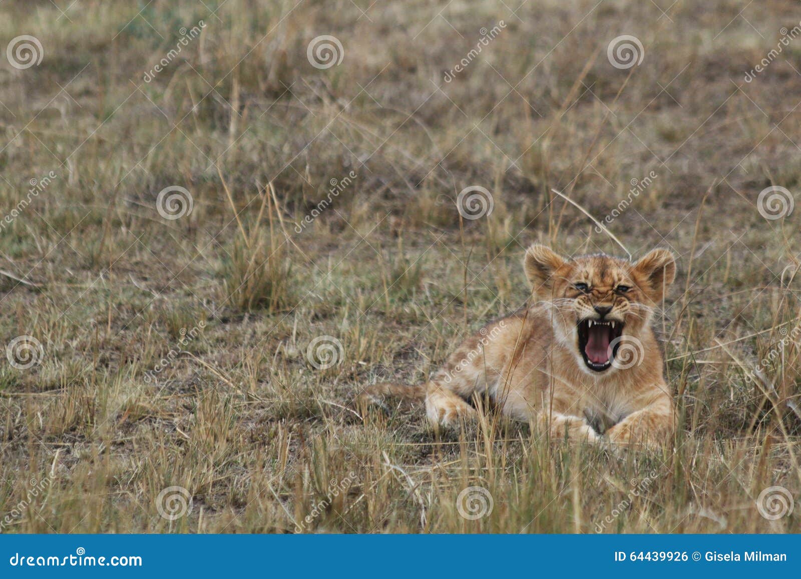 African Lion Cub Roaring stock photo. Image of face, lion - 64439926