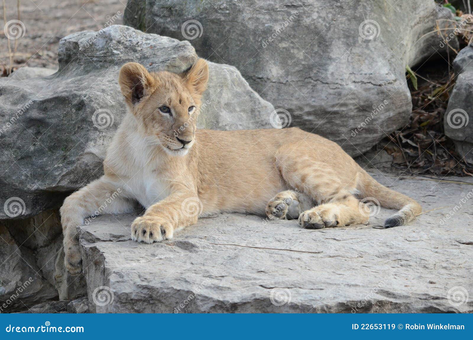Lion cub on rocks stock image. Image of female, spotted - 22653119